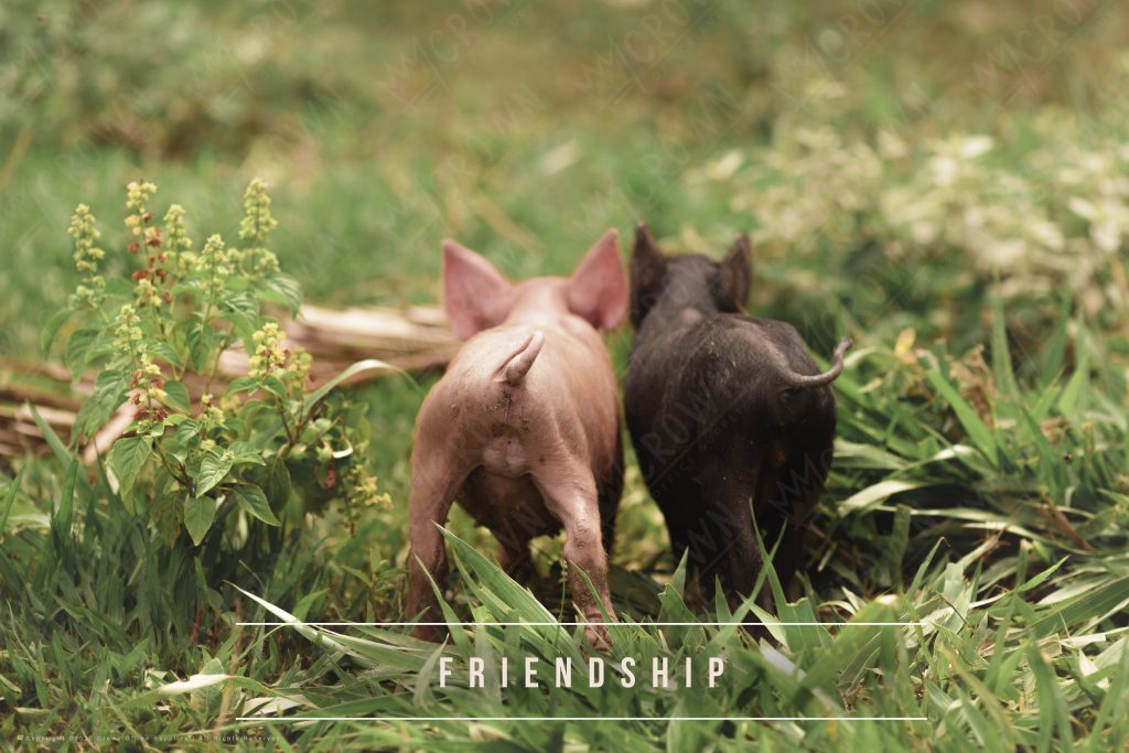 Friendship - Motivational Poster - Crown Office Supplies